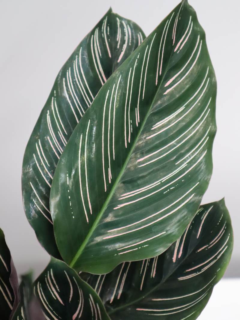 Kalatea - uprawa i pielęgnacja roślin w domu.