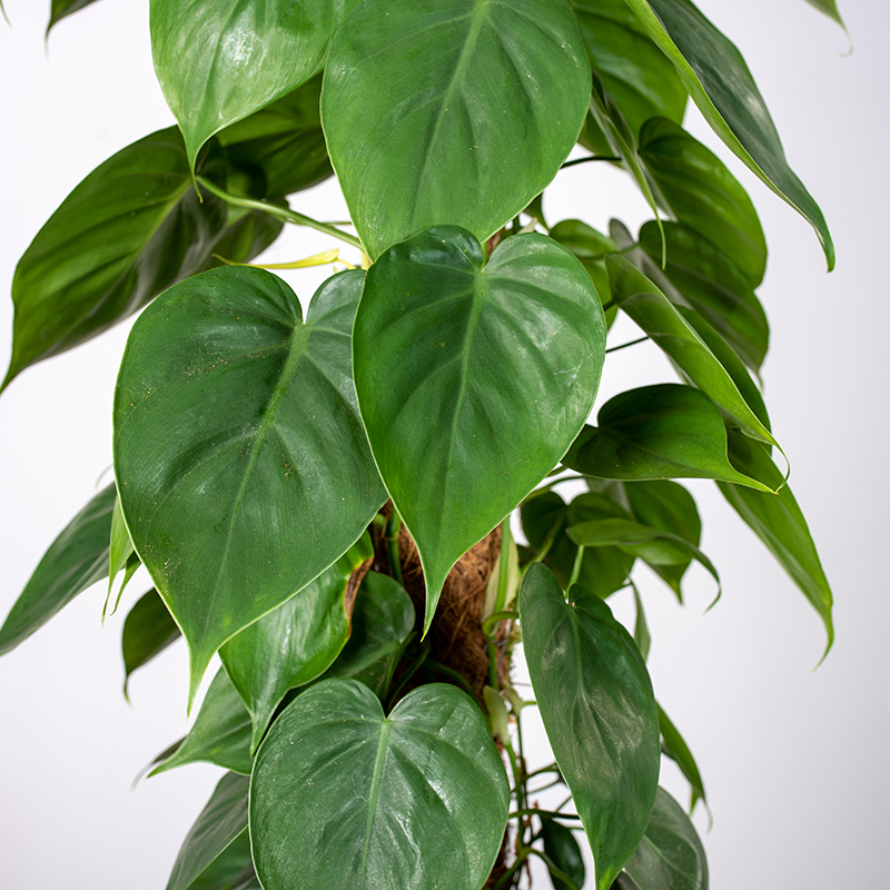 Monstera i Filodendron - wszystko o czym powinieneś wiedzieć - Tomaszewski