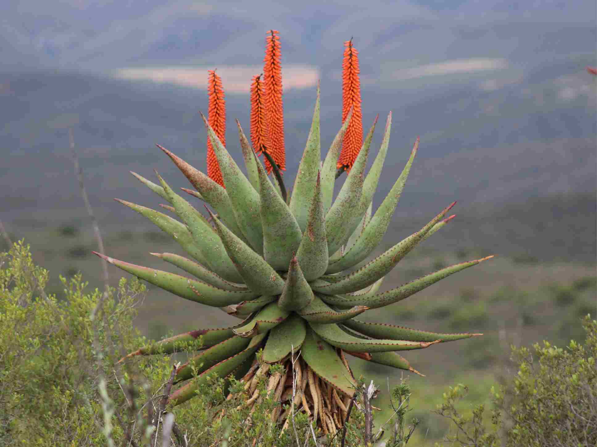 Aloes - Tomaszewski