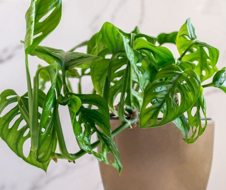 Monstera - Kompendium wiedzy | uprawa | gatunki | Tomaszewski