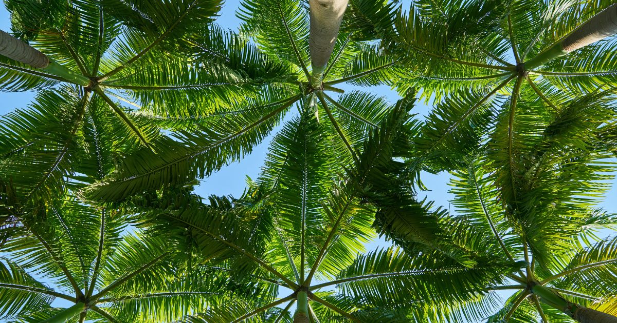 Palmy do domu, na balkon i na taras. Egzotyczne rośliny do uprawy.
